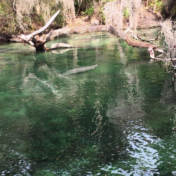 Blue Spring State Park - Travel for Women 50+ Everything You Need to Know